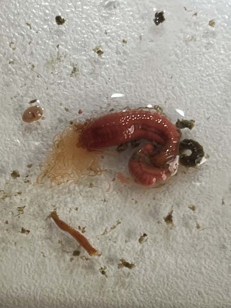 Spaghetti Worms from Bay of Plenty, Te Papa-Welcome Bay Ward, Bay of ...