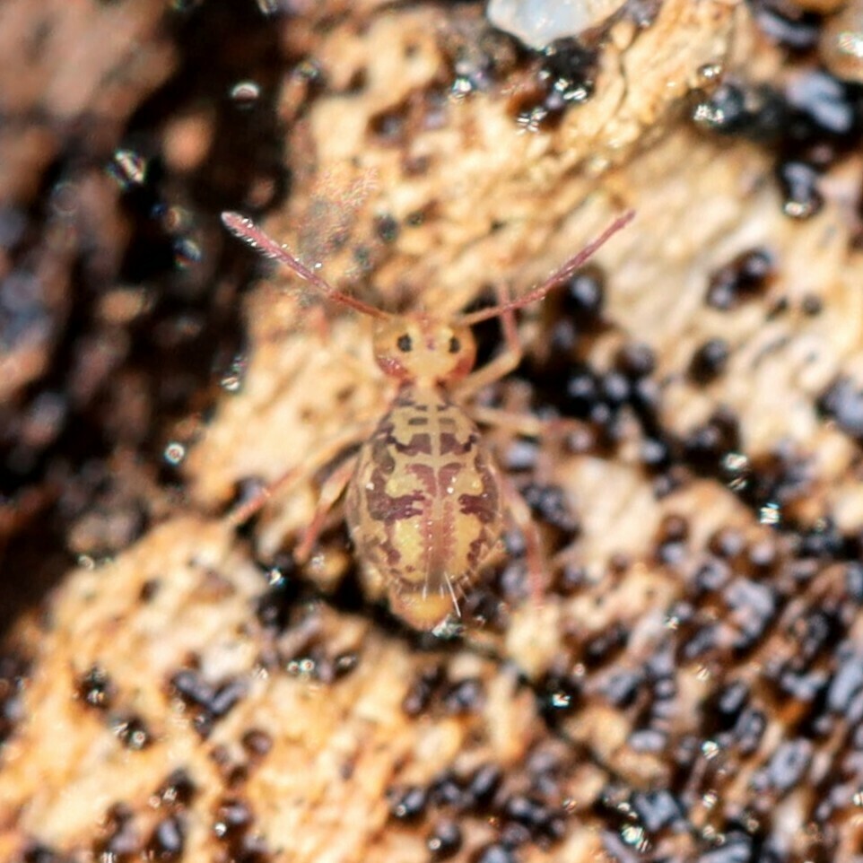 Ptenothrix from Fort Washington, MD 20744, USA on March 2, 2025 at 09: ...