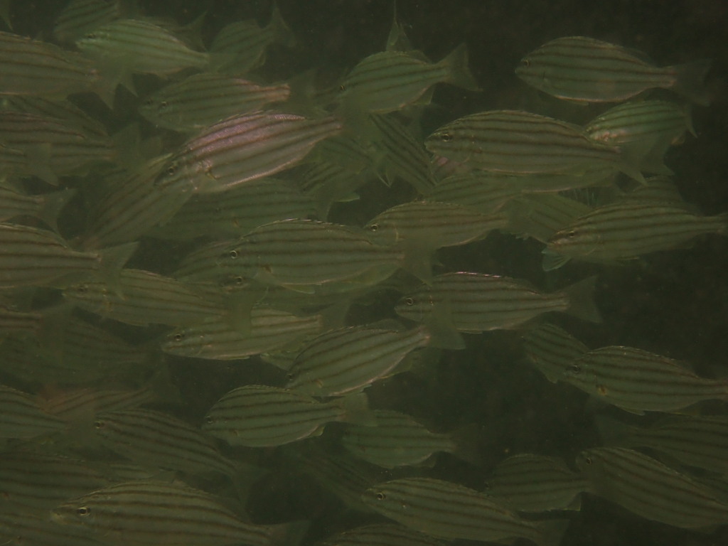 Eastern Striped Grunter from Sydney NSW, Australia on February 15, 2025 ...