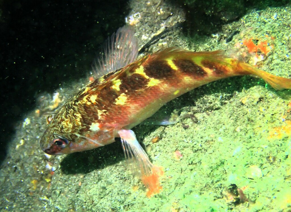 Halfbanded Seaperch from Sydney NSW, Australia on February 15, 2025 at ...