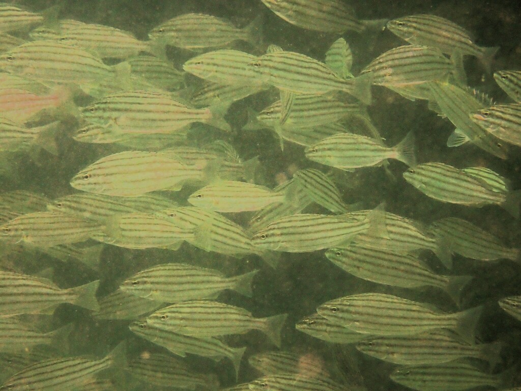Eastern Striped Grunter from Sydney NSW, Australia on February 15, 2025 ...