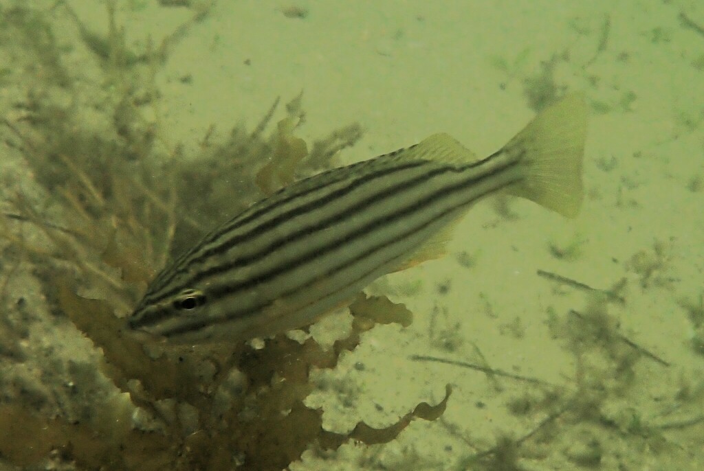 Eastern Striped Grunter from Shiprock, Sutherland Shire - East, AU-NS ...