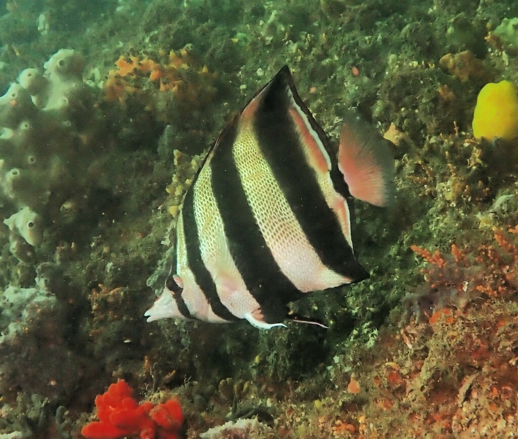 Eastern Talma from Sydney NSW, Australia on January 31, 2025 at 10:57 ...