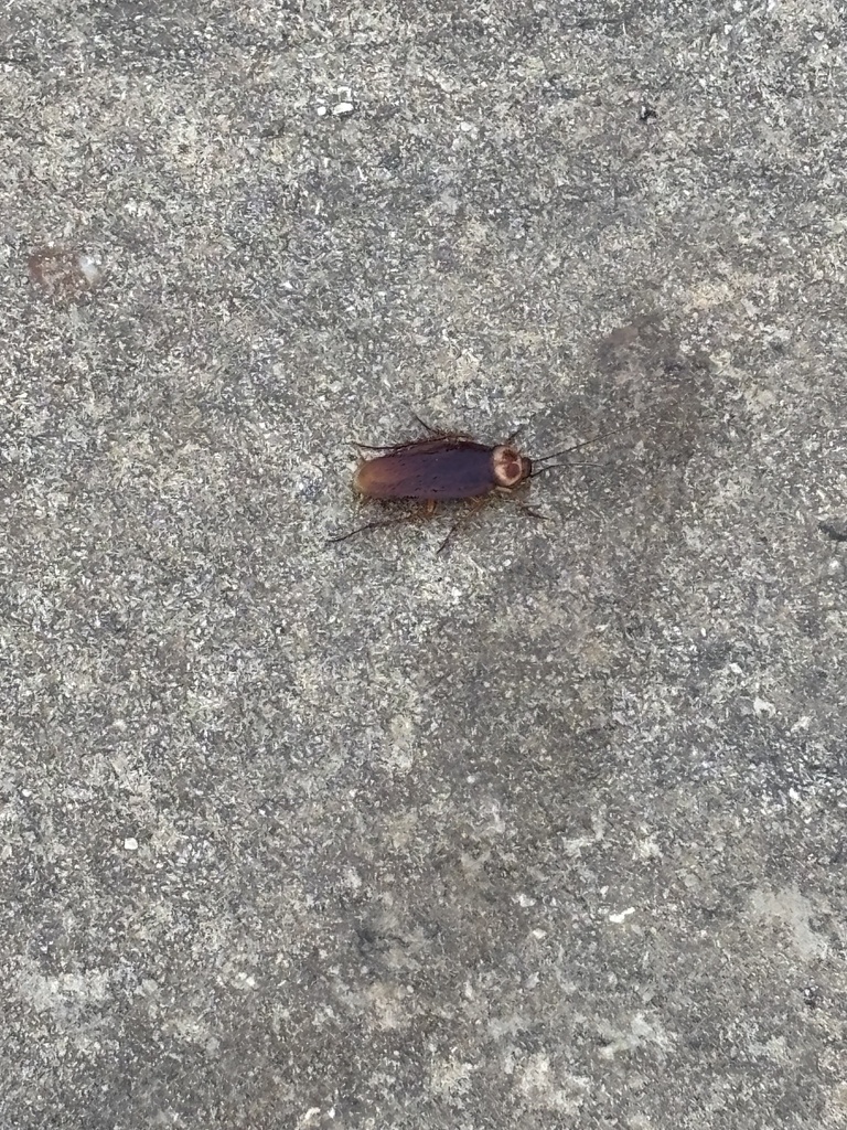 American Cockroach from UTSA Baseball Field, San Antonio, TX, US on ...