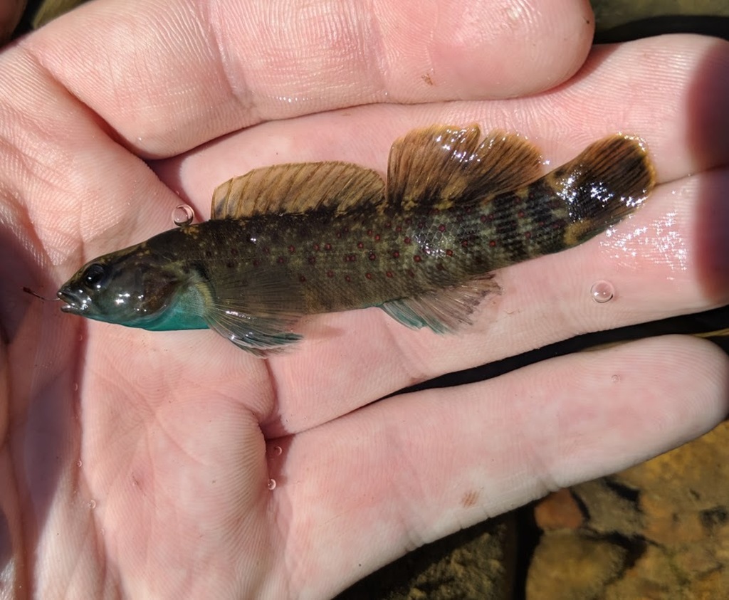 Spotted Darter (Nothonotus maculatus) - Marine Life Identification