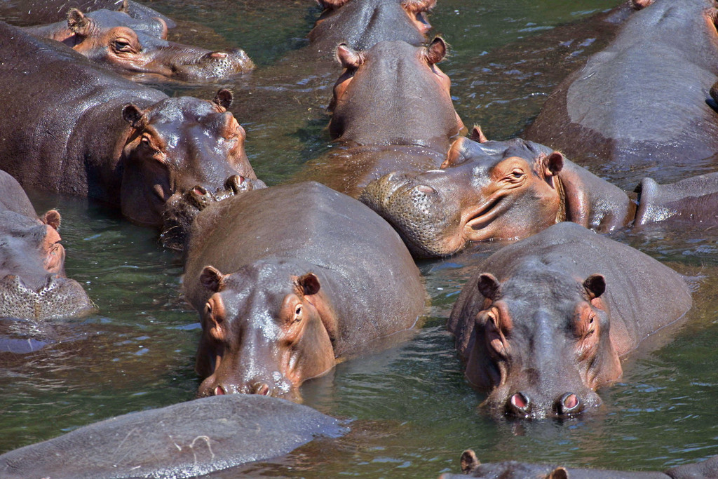 Hippopotamuses (Hippopotamidae) - Know Your Mammals