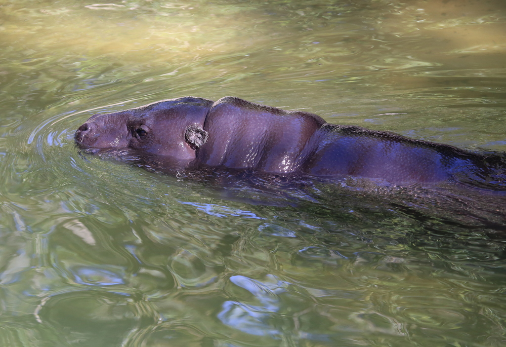 Hippopotamuses (Hippopotamidae) - Know Your Mammals