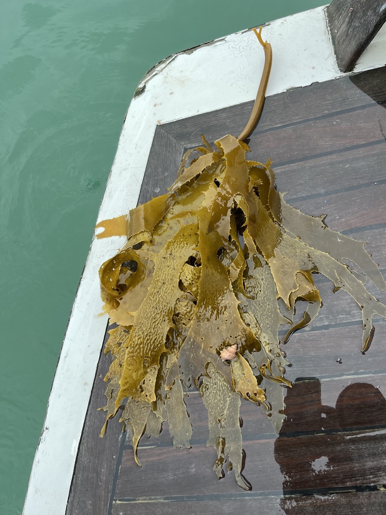 Common Kelp from Bay of Plenty, Bay of Plenty, NZ on February 28, 2025 ...