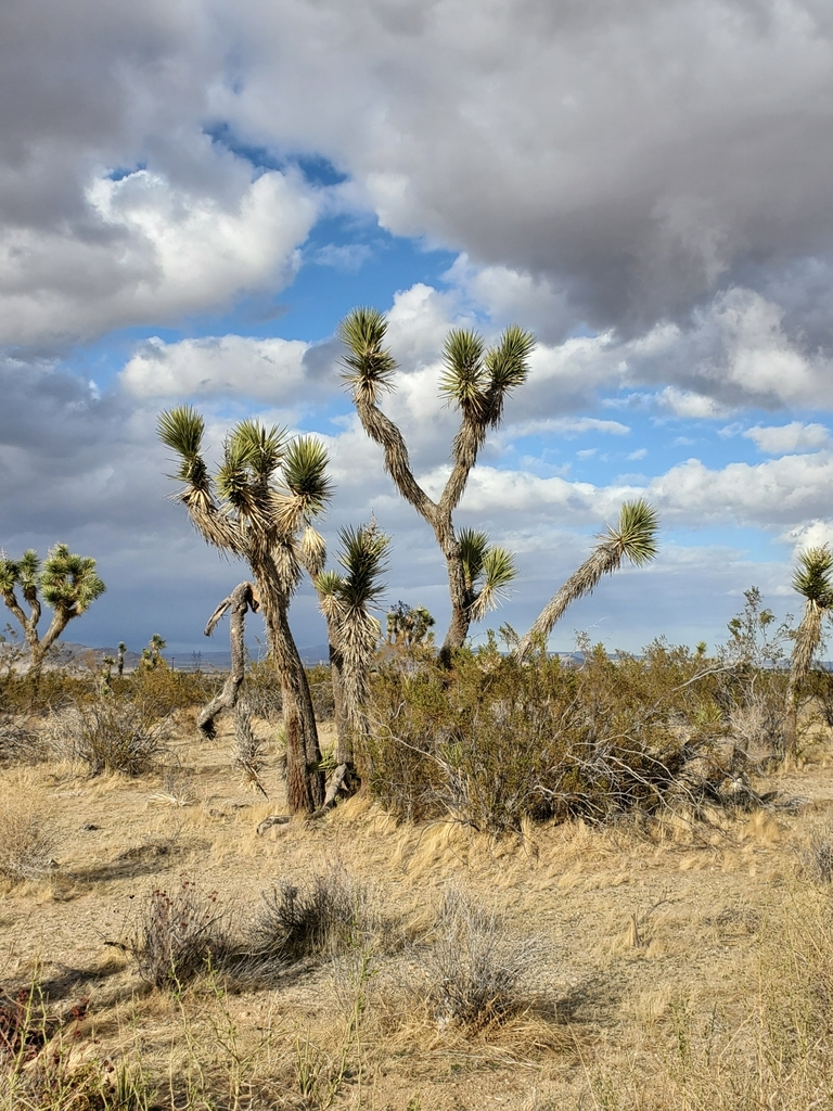Western Joshua Tree from Crystalaire, CA 93544, USA on March 2, 2025 at ...