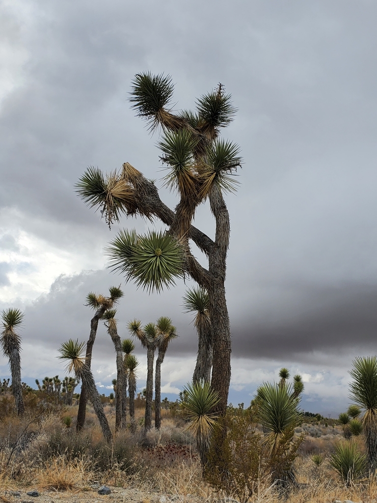 Western Joshua Tree from Crystalaire, CA 93544, USA on March 2, 2025 at ...