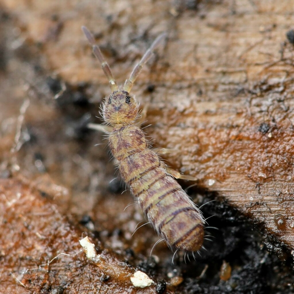 Waterfall Springtails from Fort Washington, MD 20744, USA on March 02 ...