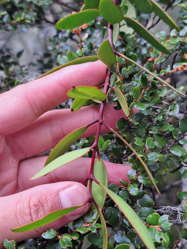 Yellow Mistletoe from Lewis Pass, New Zealand on January 28, 2025 at 09 ...