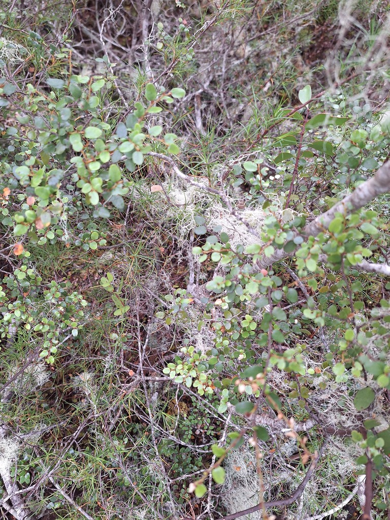 Yellow Mistletoe from Lewis Pass, New Zealand on January 28, 2025 at 09 ...