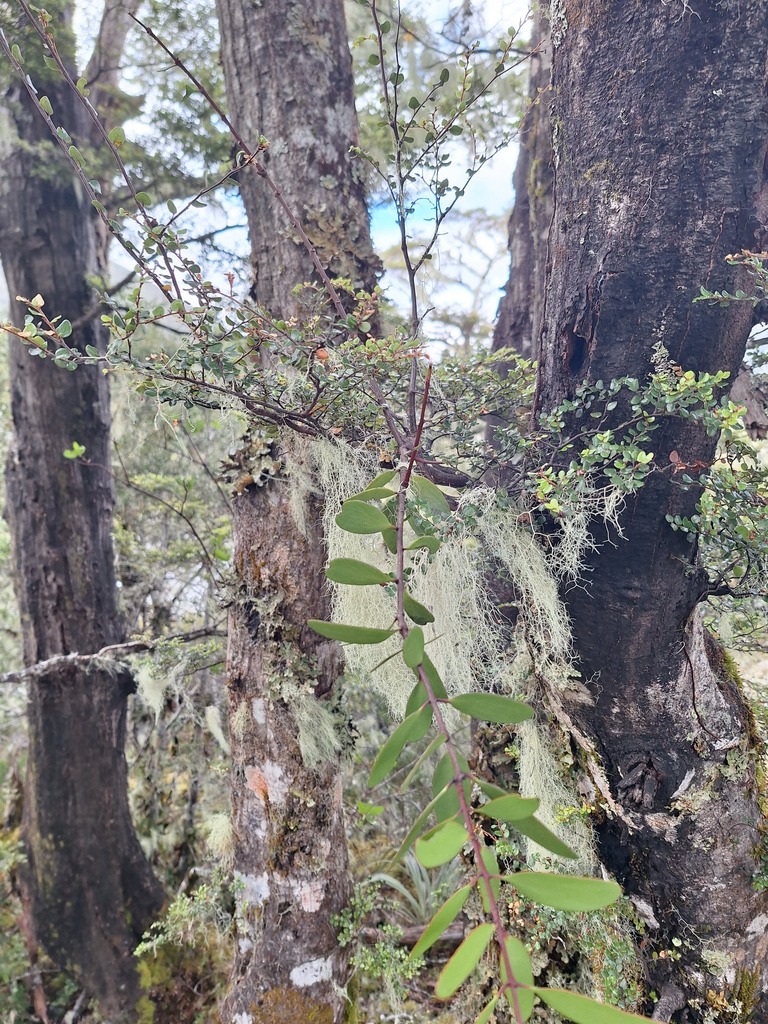 Yellow Mistletoe from Lewis Pass, New Zealand on January 28, 2025 at 09 ...