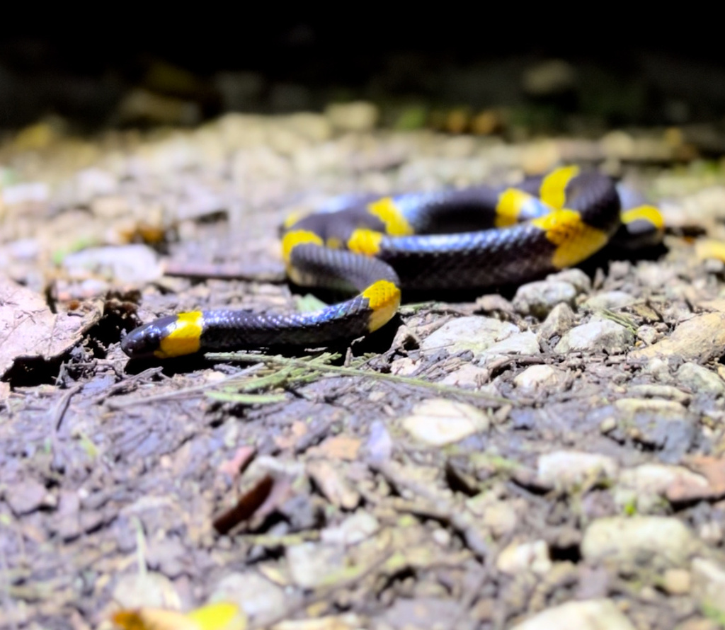 Terrestrial Snail Sucker from Yanga, Ver., MX on February 2, 2025 at 10 ...