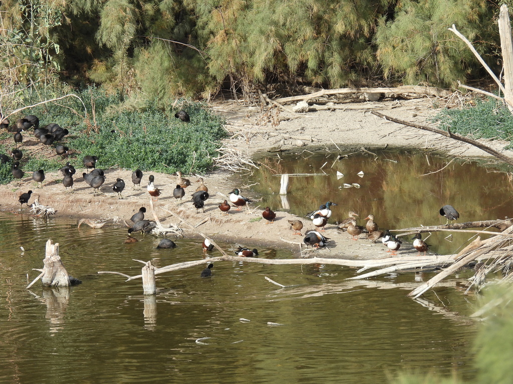 American Coot from Gómez Palacio, Dgo., México on March 1, 2025 at 05: ...