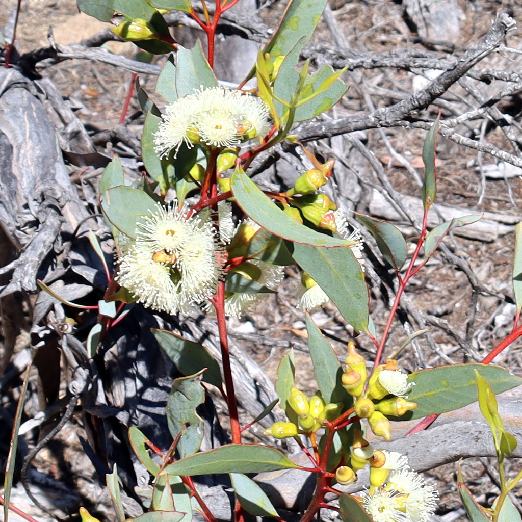 Ridge-fruited mallee from Ngarkat SA 5302, Australia on October 7, 2023 ...