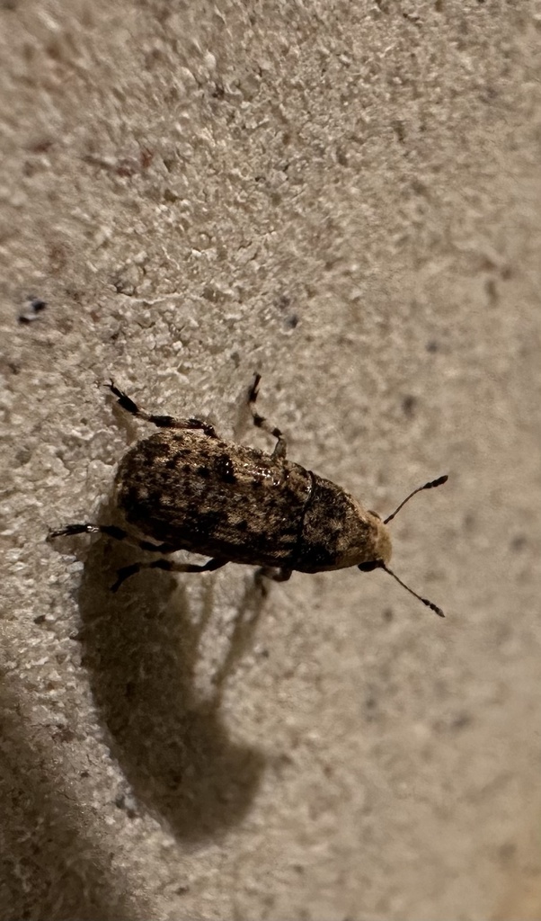 Marbled Fungus Weevil from Gary Halter Nature Center, College Station ...