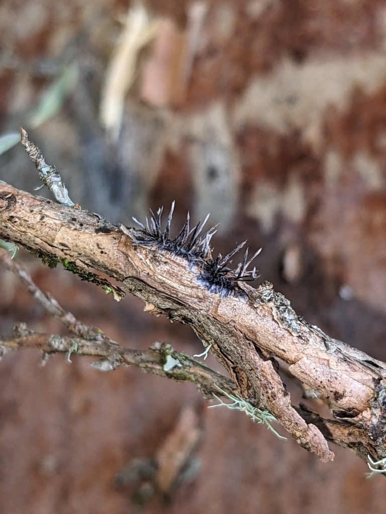 Septobasidium clelandii from Ebor NSW 2453, Australia on March 3, 2025 ...