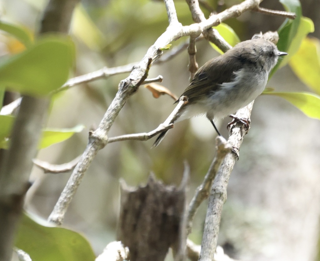Grey Gerygone from Haruru, New Zealand on February 8, 2025 at 12:03 PM ...