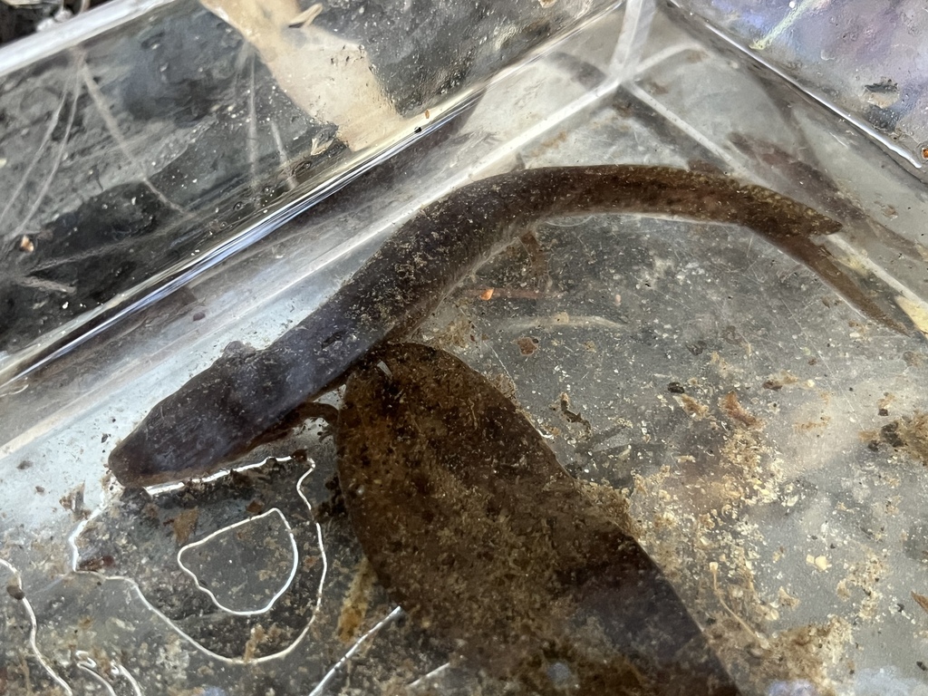 Dwarf Waterdog in March 2025 by Matthew. Lifer species! True lifer is ...