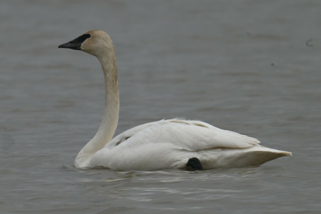Trumpeter Swan from Logan County, OH, USA on February 26, 2025 at 05:40 ...