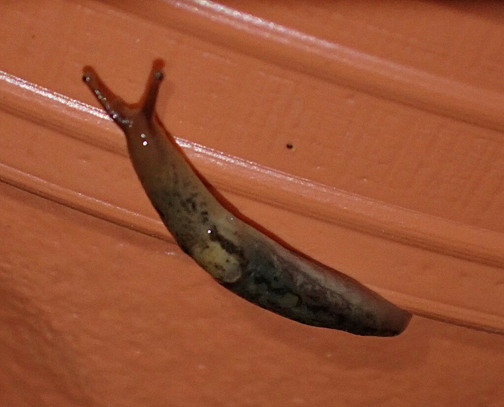 Common Land Snails and Slugs from San José Province, Copey District ...