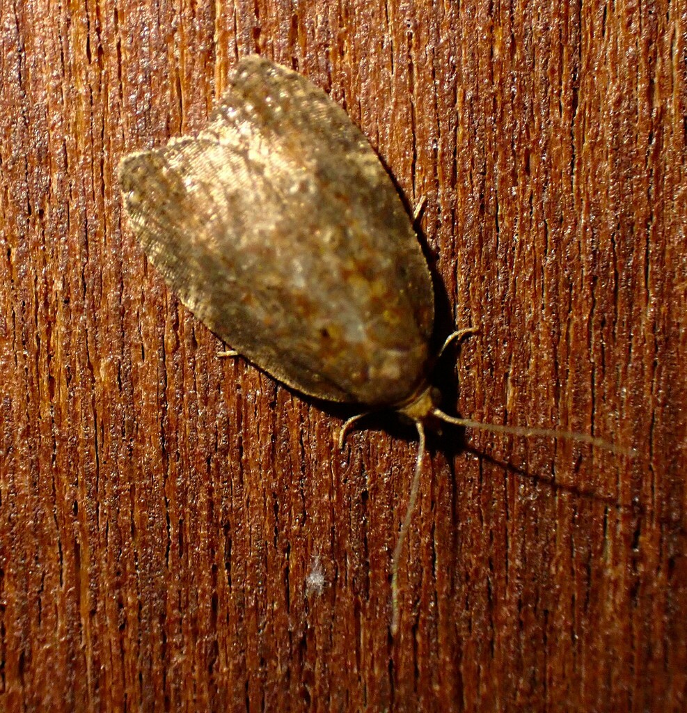 Stenoma from San José Province, Copey District, Costa Rica on February ...
