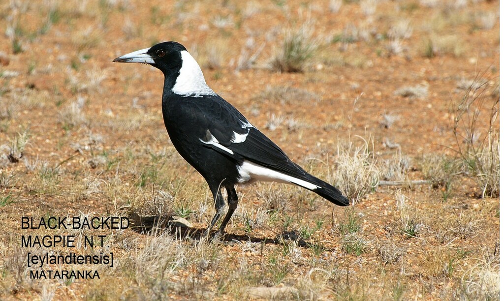 Northern Black-backed Magpie from Mataranka NT 0852, Australia on ...