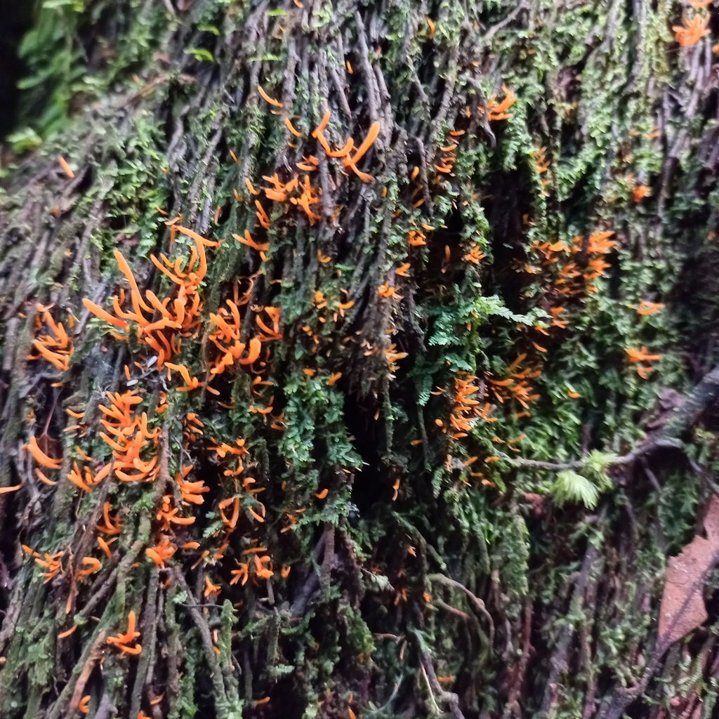 antler and spindle fungi from Lake Ōkareka, Rotorua 3076, New Zealand ...