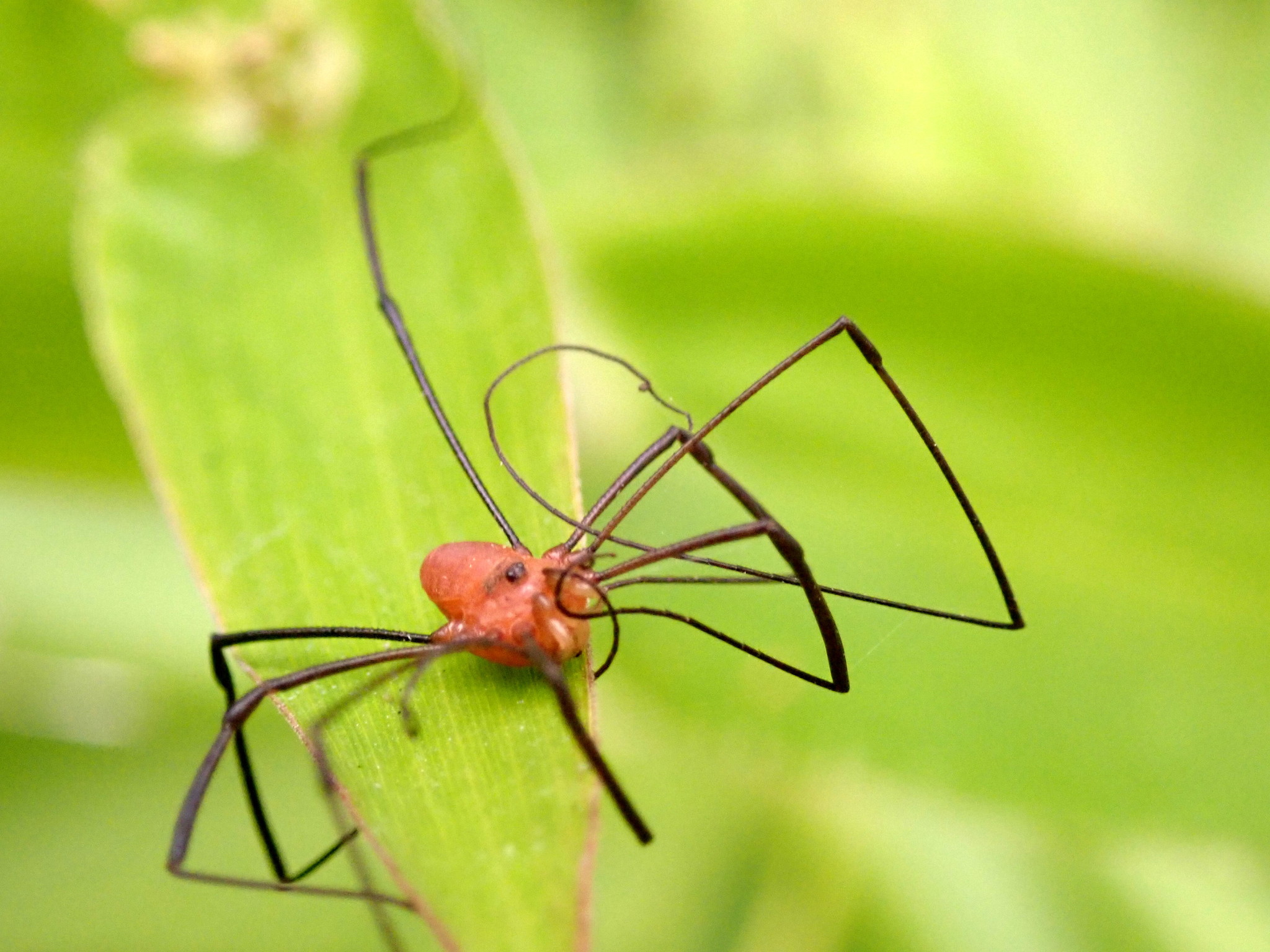 Leiobunum politum Weed, 1889
