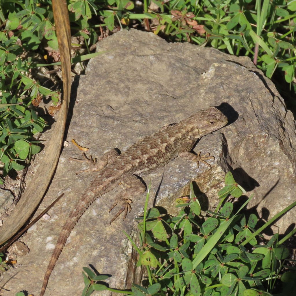 Western Fence Lizard from Monterey County, CA, USA on February 26, 2025 ...