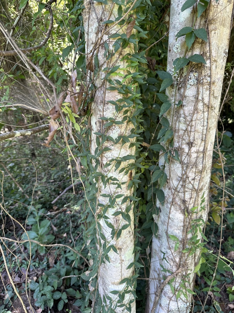 Catclaw vine in January 2025 by jasonc_lcc · iNaturalist