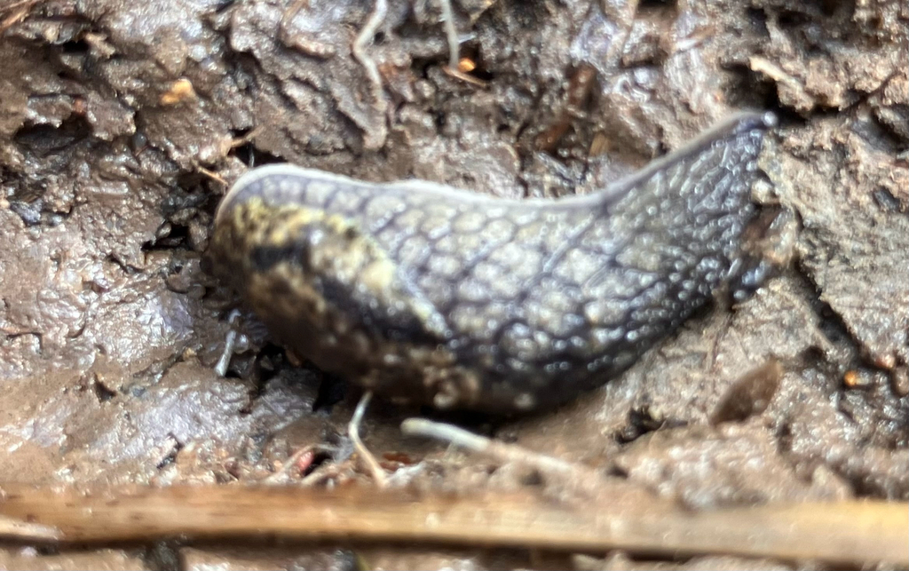 Reticulate Taildropper from Pescadero, CA, US on March 2, 2025 at 11:01 ...