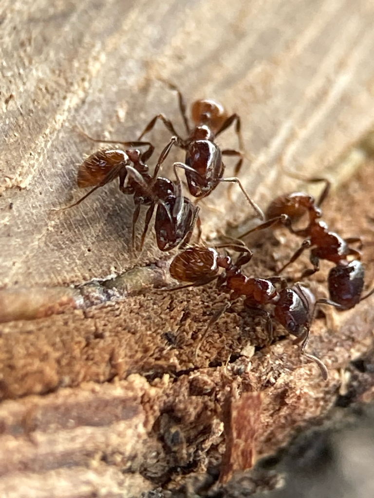 Southern Ant from Lambton Quay, Wellington, Wellington, NZ on March 3 ...
