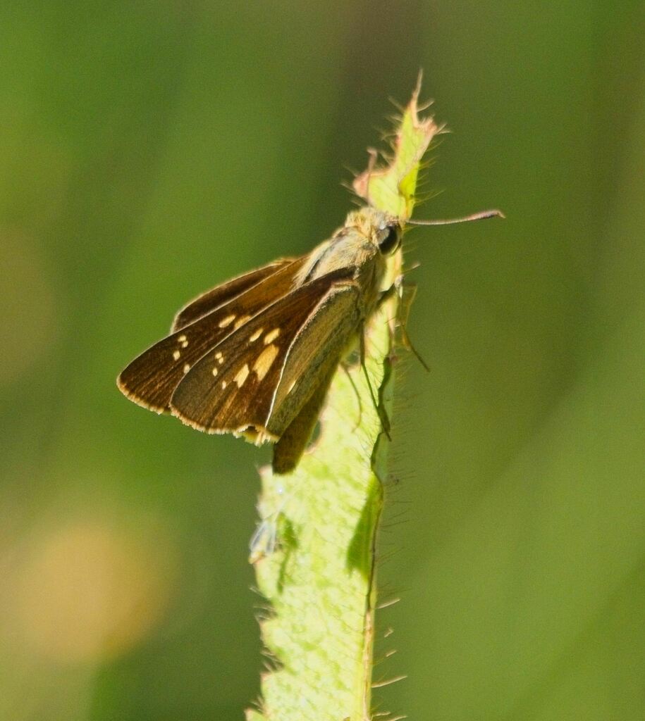 Yellow swift from Darwin NT, Australia on March 03, 2025 at 10:02 AM by ...