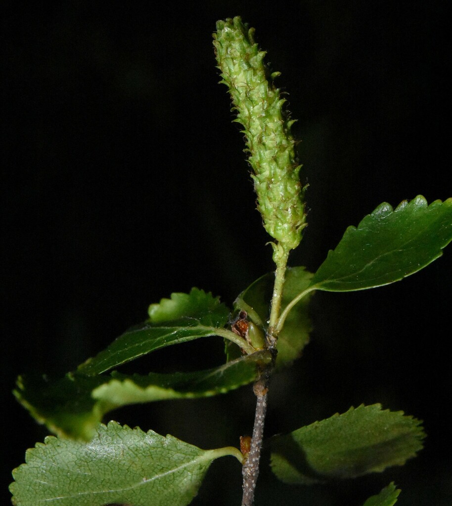 dwarf resin birch from Clackamas County, OR, USA on July 23, 2024 at 09 ...