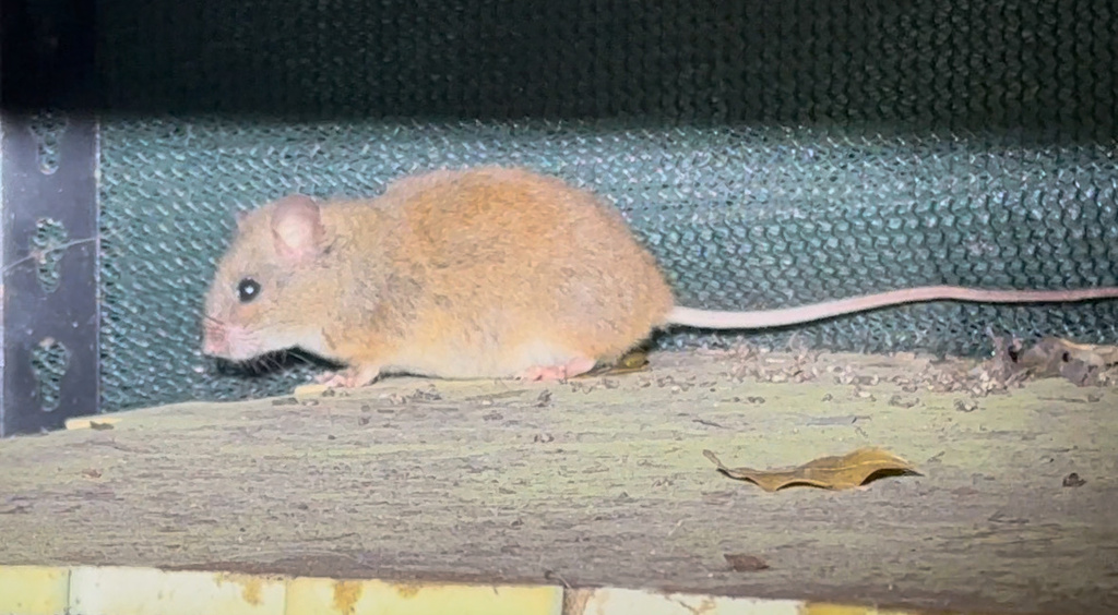 Fawn-footed Melomys from Upper Tooloom, NSW, AU on March 3, 2025 at 04: ...