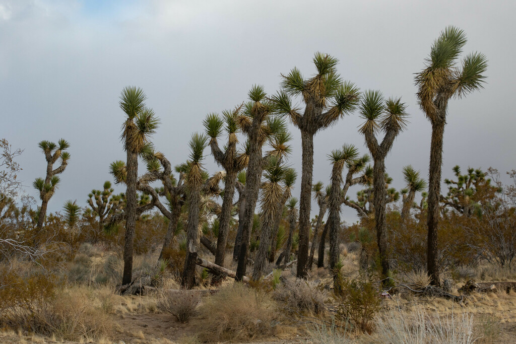 Western Joshua Tree from Los Angeles County, CA, USA on March 2, 2025 ...