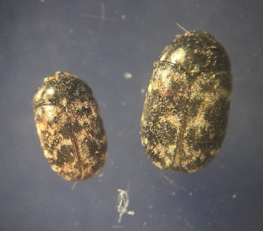 Larger Cabinet Beetle from Meadville, PA 16335, USA on March 02, 2025 ...