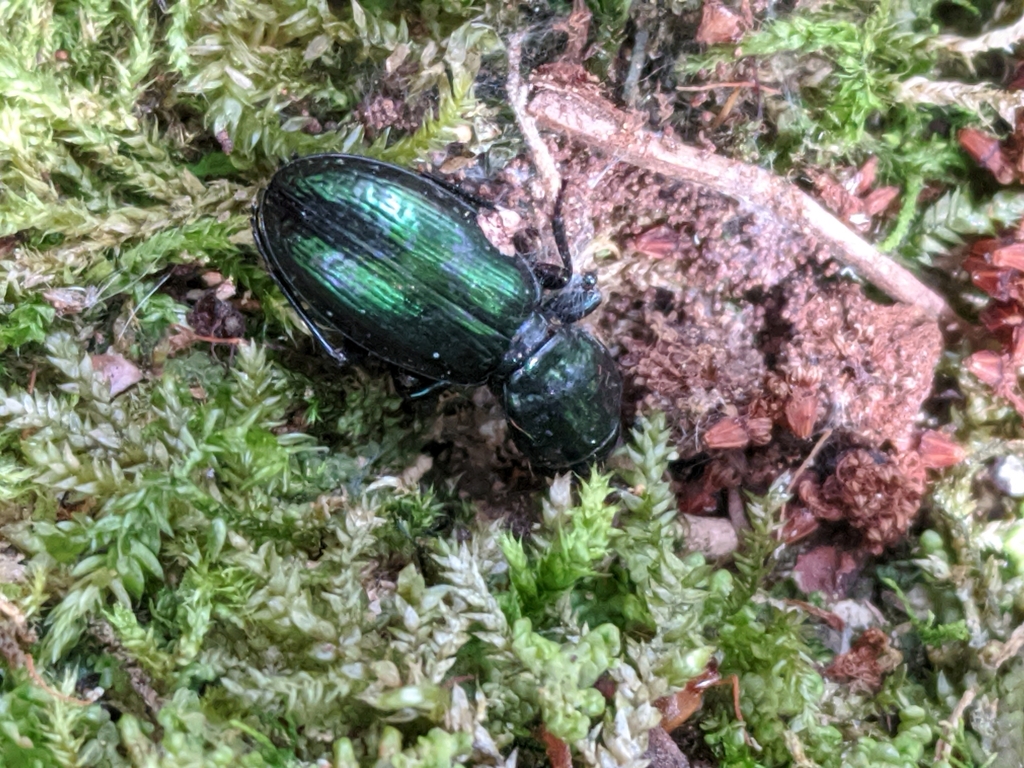 Notonomus from Loongana TAS 7315, Australia on March 3, 2025 at 01:06 ...