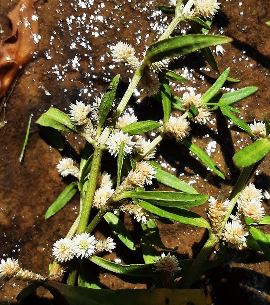 Lesser Joyweed from Lidsdale State Forest, Rydal NSW 2845, Australia on ...