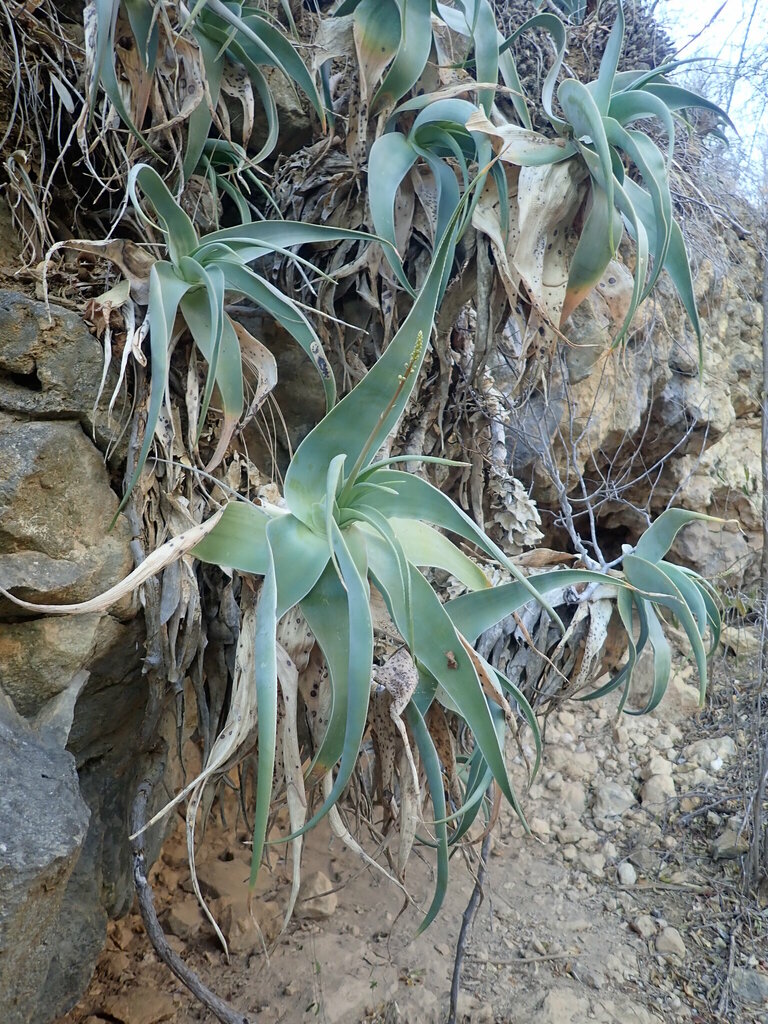 Aloe viguieri in August 2020 by Laurence Ramon · iNaturalist