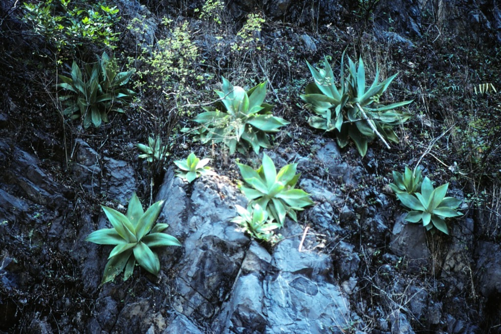 Mitis Century Plant from Pinal de Amoles, Qro., México on May 24, 1988 ...