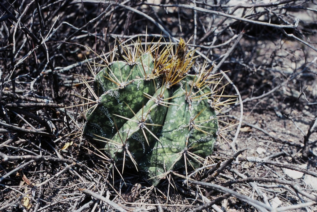 star cactus in May 1988 by Anton Hofer · iNaturalist