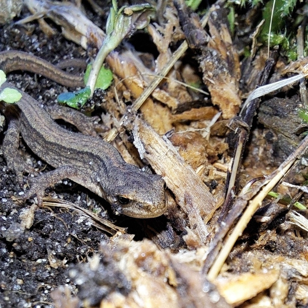 Smooth Newt from Egmond-Binnen, Netherlands on March 2, 2025 at 05:05 ...