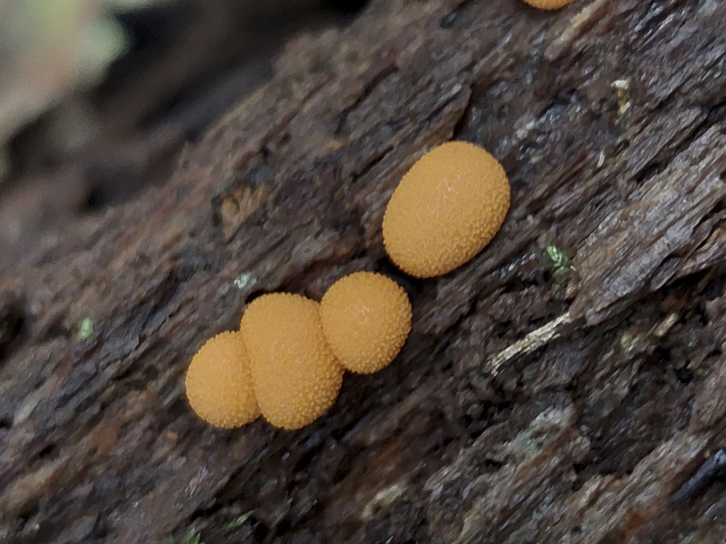 Lycogala epidendrum from Balook VIC 3971, Australia on December 18 ...