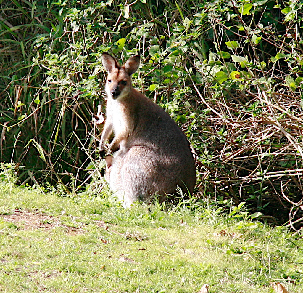 Mainland Red-necked Wallaby from Neurum Creek camping area, D'Aguilar ...