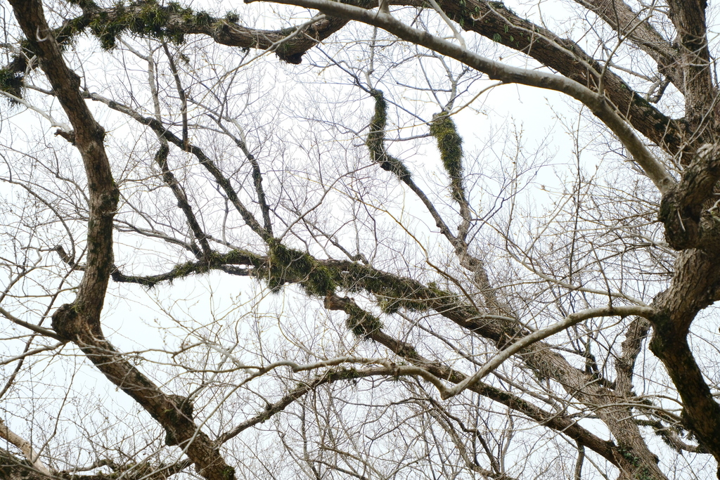 Samurai orchid in March 2025 by 王天 · iNaturalist