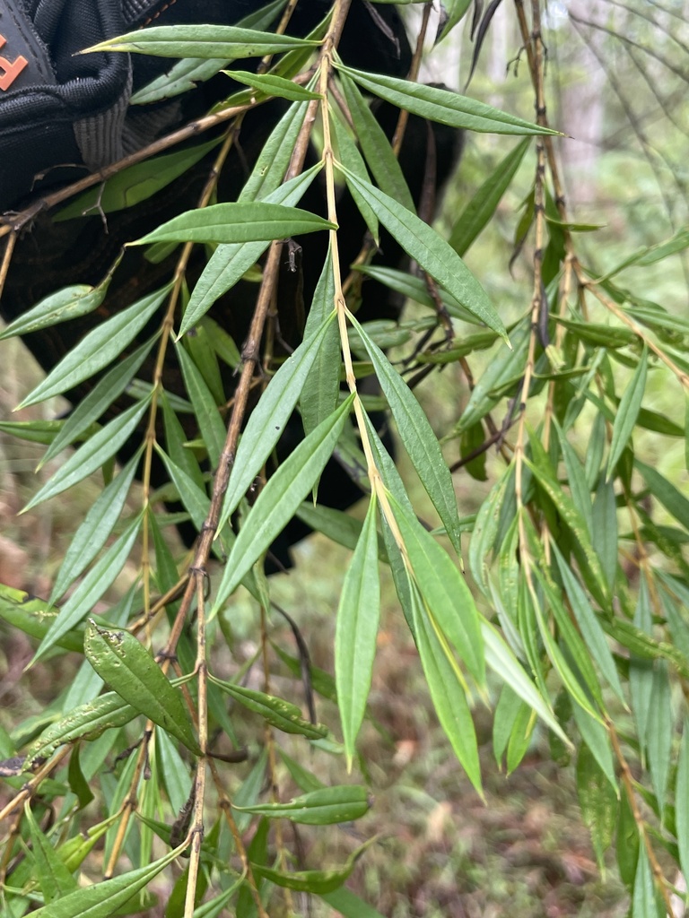 Logania albiflora from Mapleton National Park, Belli Park, QLD, AU on ...